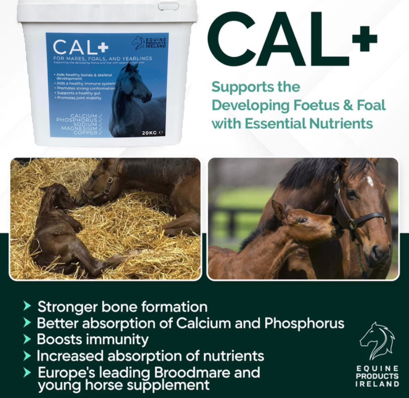 Unlocking Peak Performance: The Power of Cal + – Equine Products Ireland